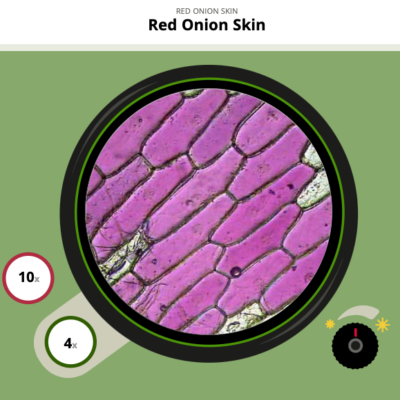Unit 6.6 Lesson 11 Virtual Microscope Interactive - Onion Skin - OpenSciEd